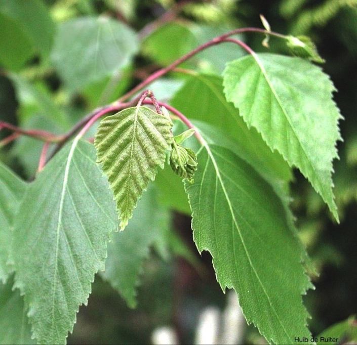 Berk – Antroposofisch Gezondheidscentrum